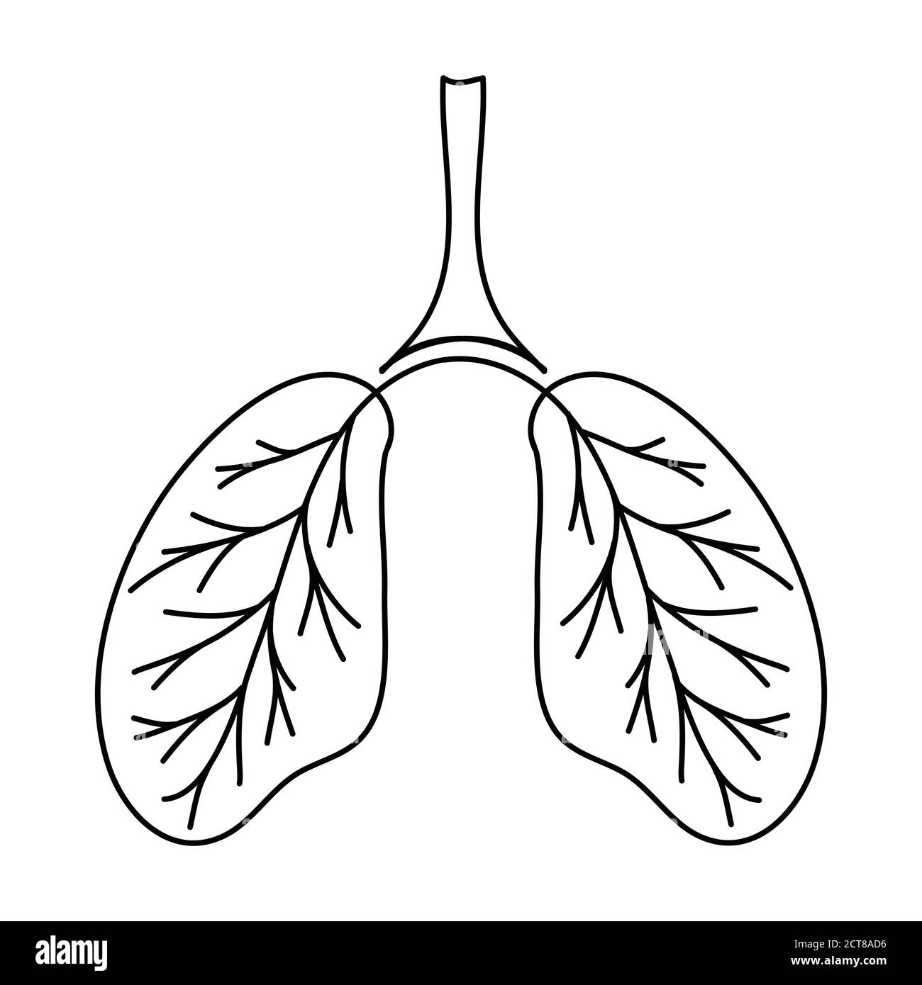 Human lungs, childish simple illustration. Sketch drawing of human ...