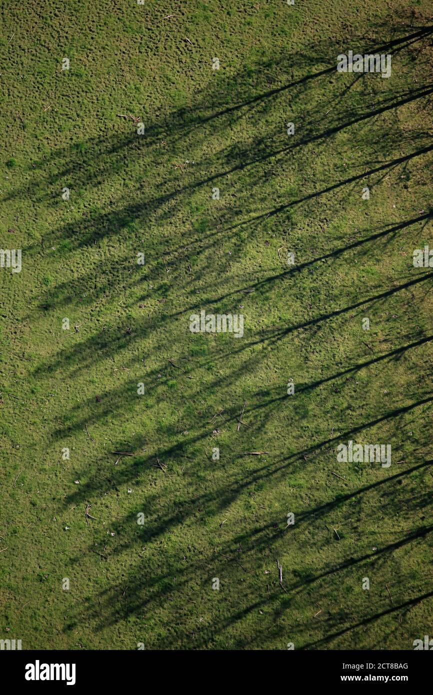 Row trees shadows autumn aerial hi-res stock photography and images - Alamy