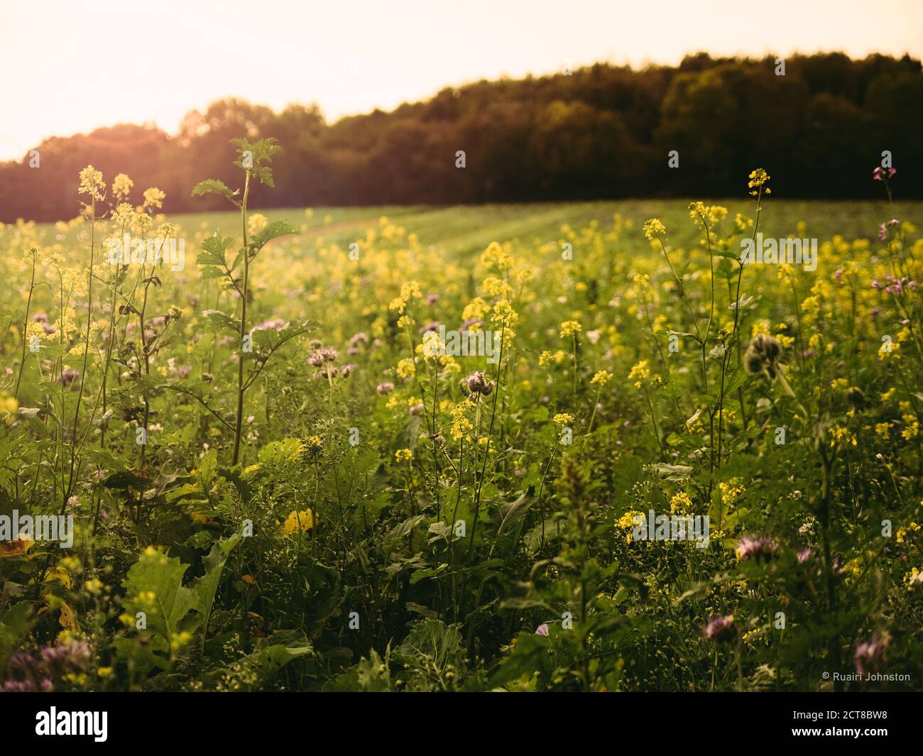 Set aside field hi-res stock photography and images - Alamy