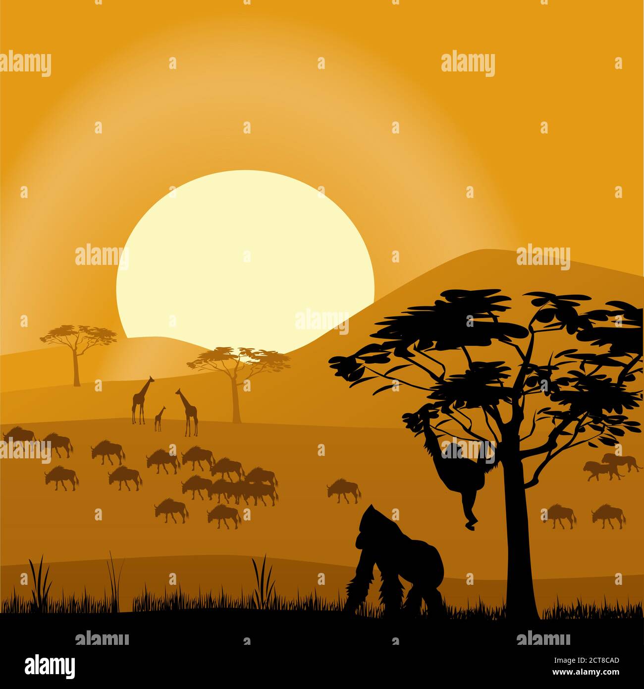 Silverback Gorilla Standing High Resolution Stock Photography and ...