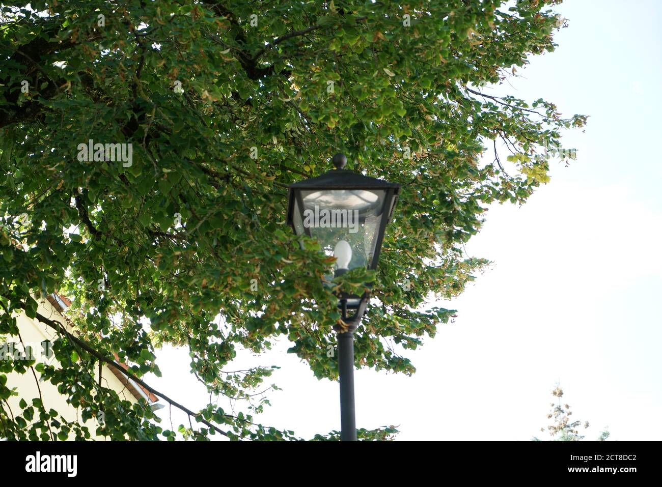 Metallic street lamp under the tree on the sidewalk Stock Photo - Alamy