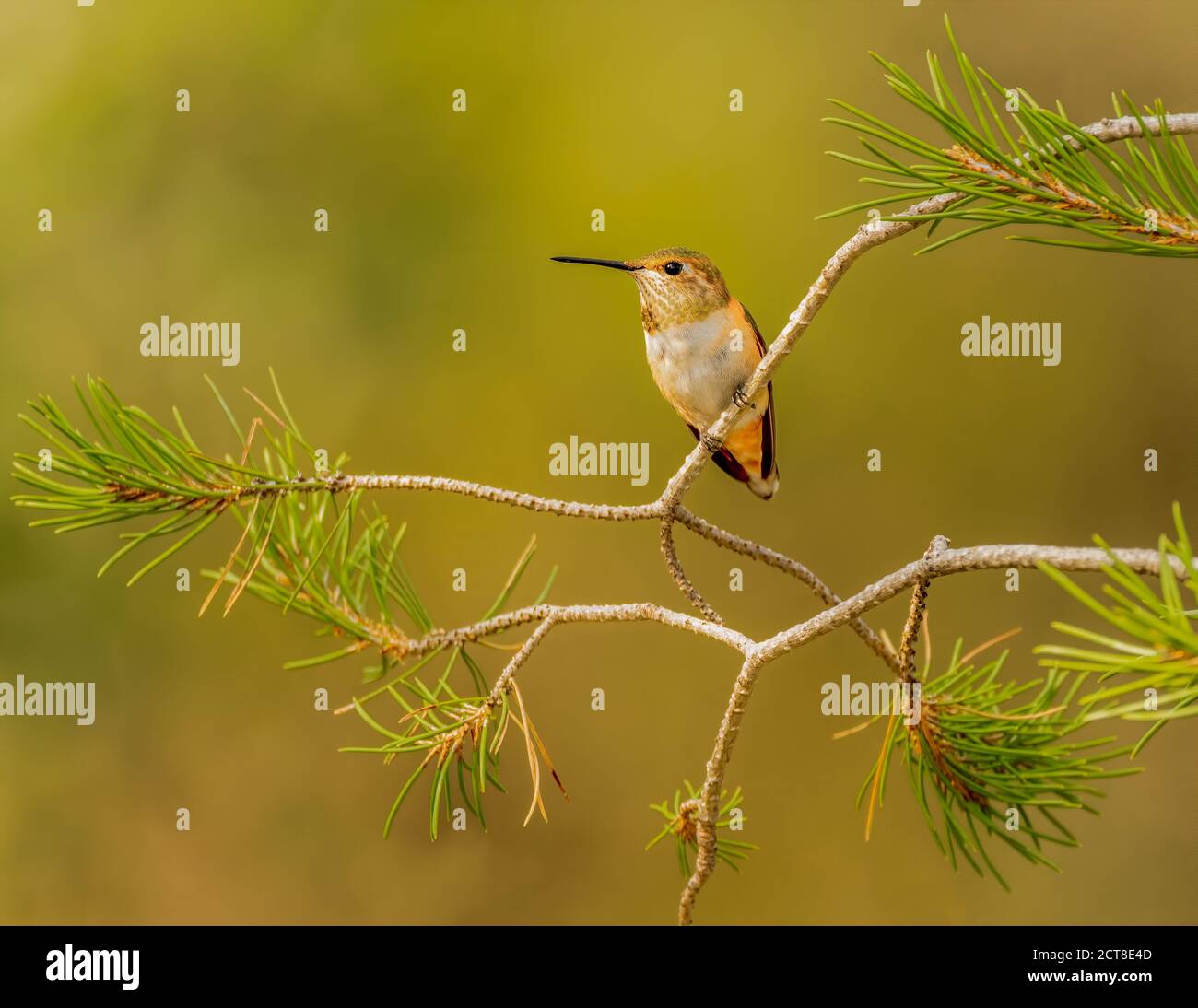 Much needed rest hi-res stock photography and images - Alamy