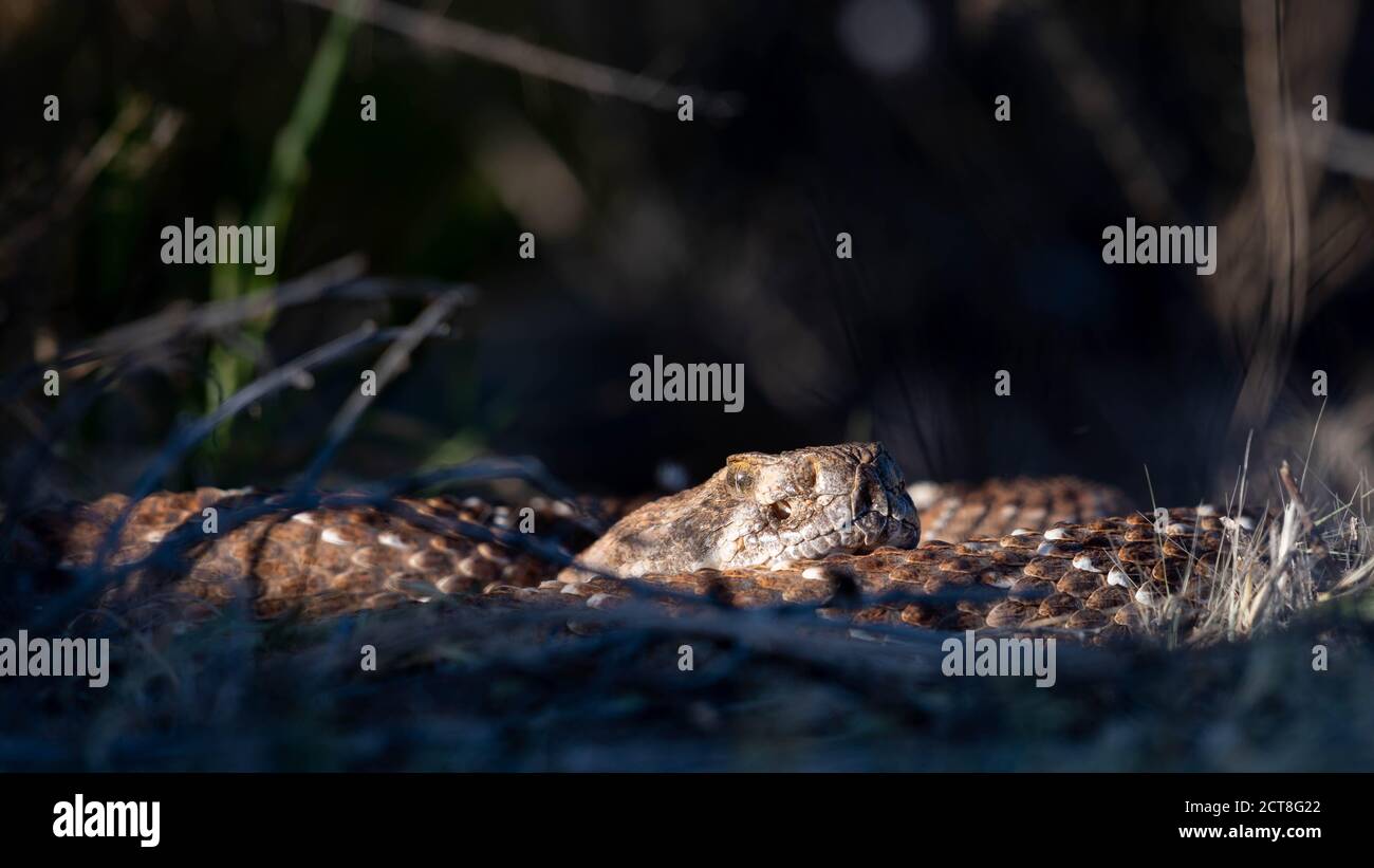 Western Diamond-backed Rattlesnake, (Crotalus atrox), in ambush coil ...