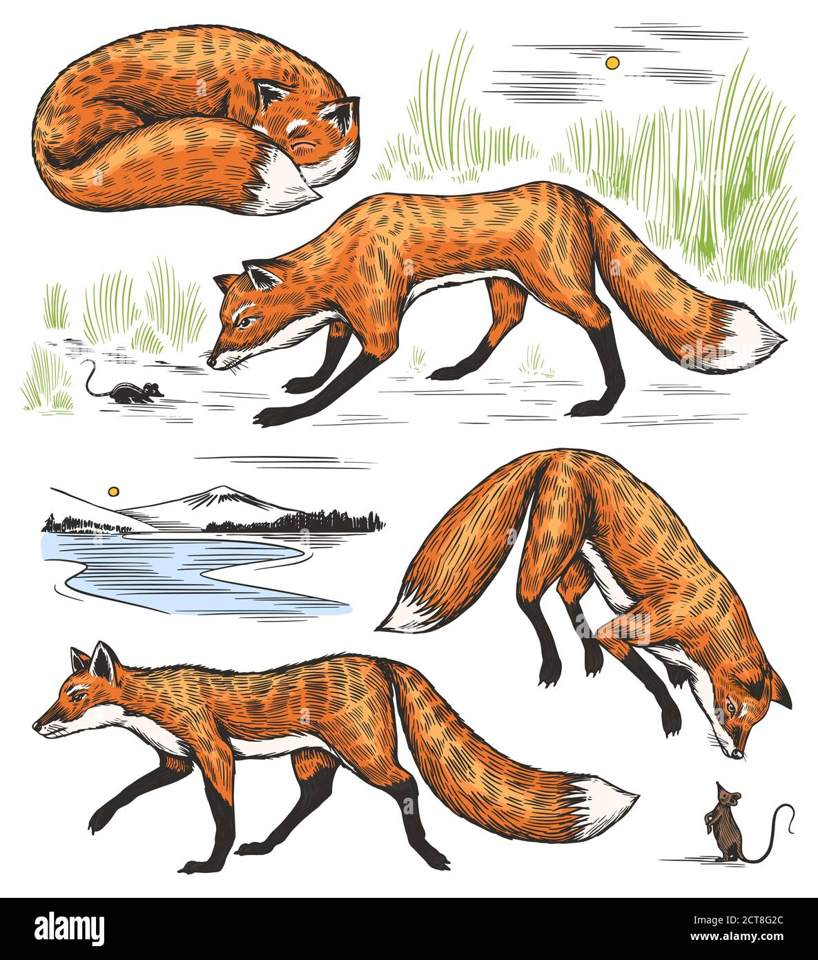 Red Fox Animal Drawing