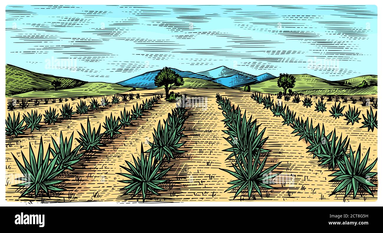 Agave field. Vintage retro landscape. Harvesting for tequila making ...