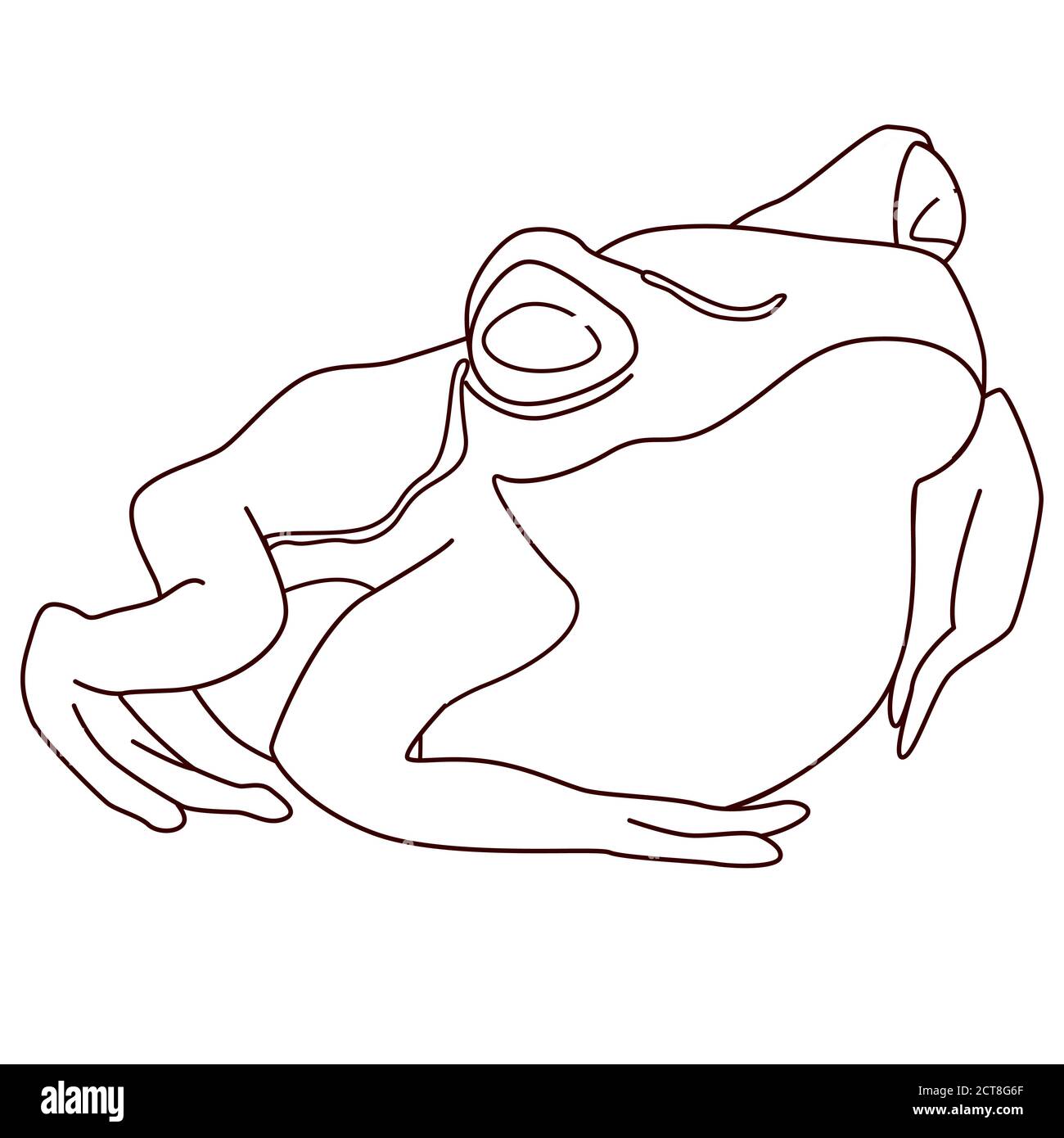 Black line frog on white isolated backdrop. Realistic amphibia for ...
