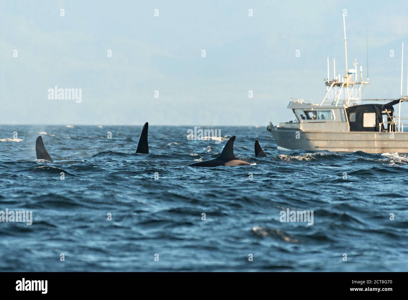 British predators hi-res stock photography and images - Alamy