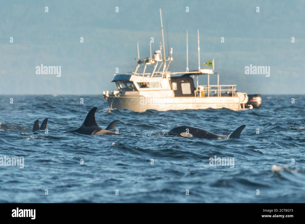 A research vessel follows the Southern Resident Killer Whale J Pod in ...