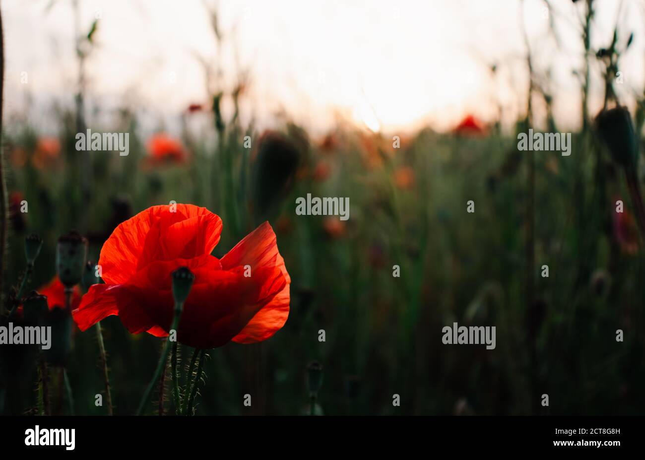 Deep red color hi-res stock photography and images - Alamy
