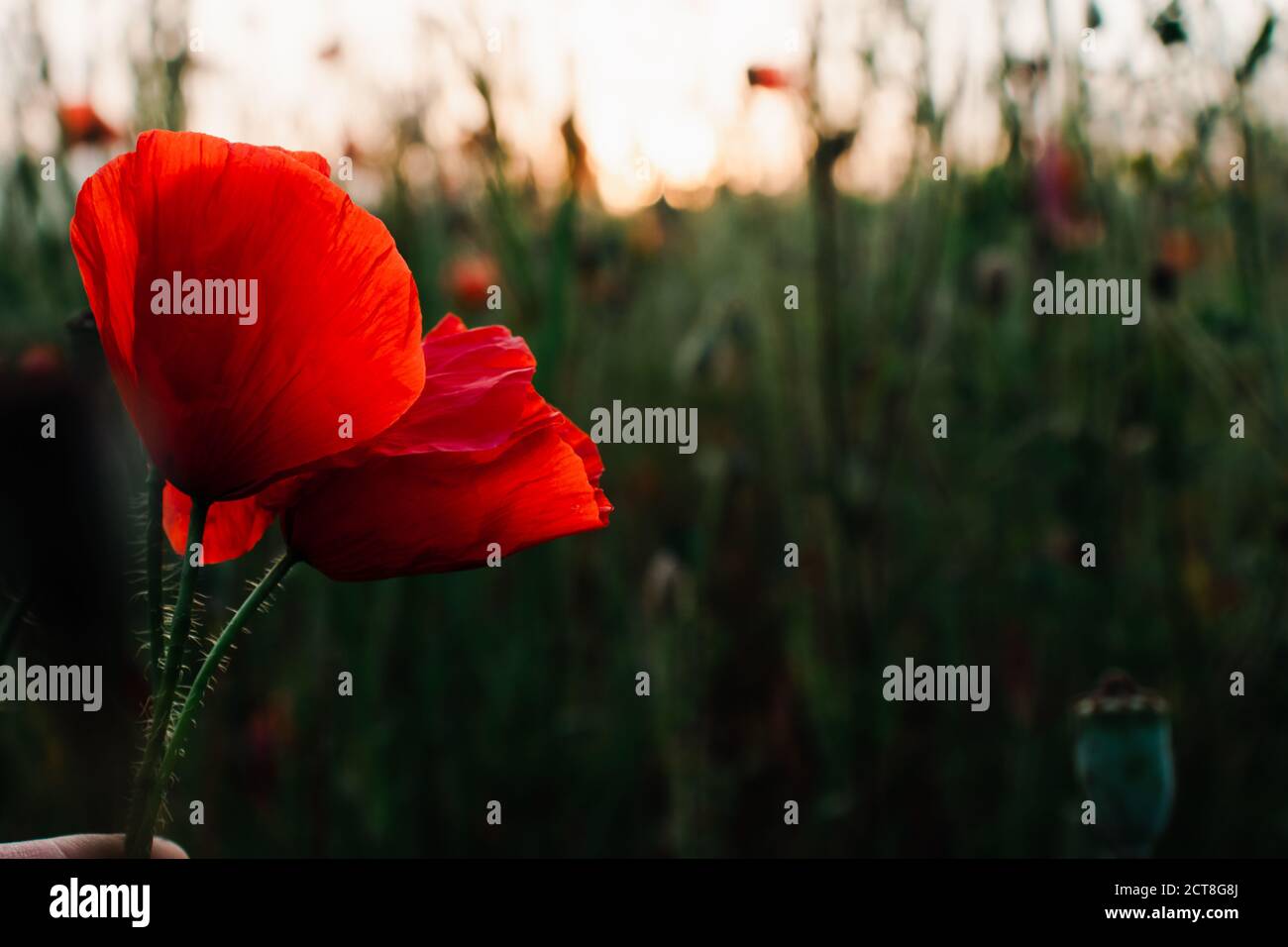One deep red color poppy flower growing on a green wild Summer field ...