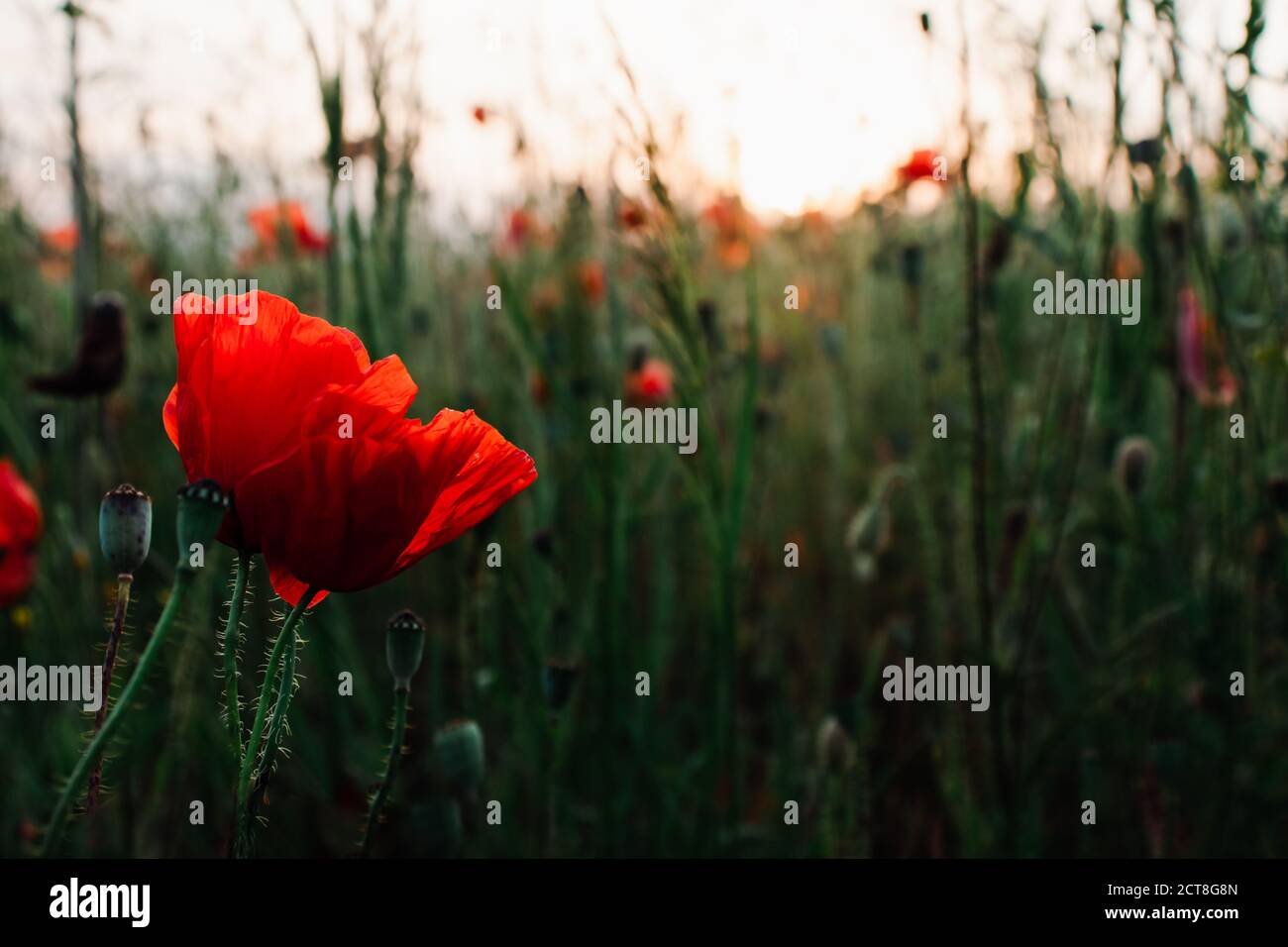 Single deep red color poppy flower growing on a green wild Summer field ...