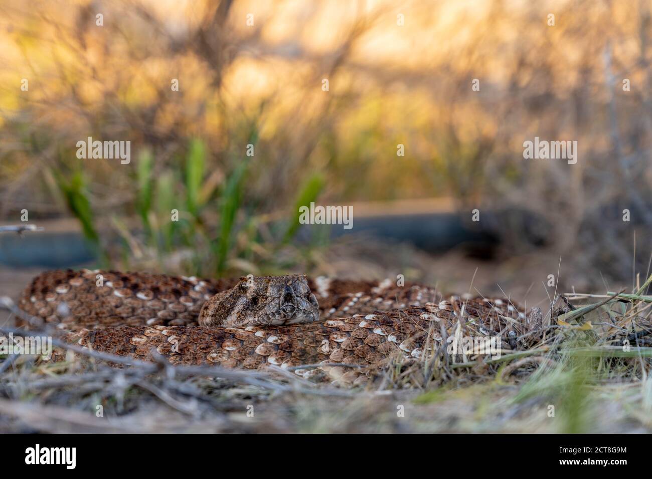 Western Diamond-backed Rattlesnake, (Crotalus atrox), in ambush coil ...