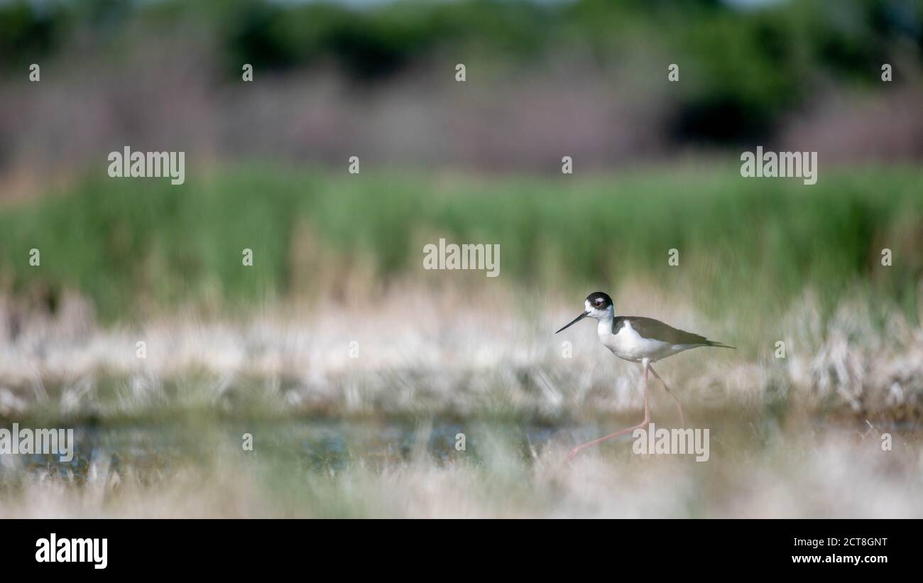 Sevilleta national wildlife refuge hi-res stock photography and images ...