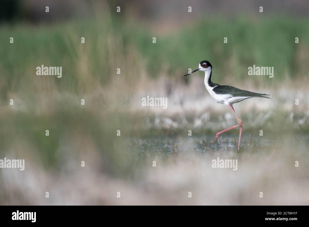 Sevilleta national wildlife refuge hi-res stock photography and images ...