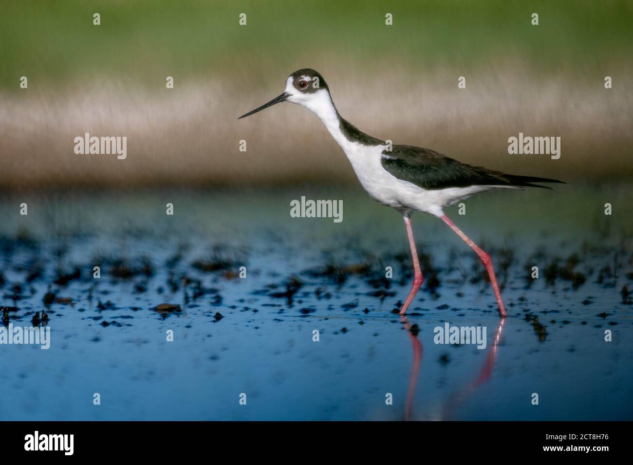 Sevilleta national wildlife refuge hi-res stock photography and images ...