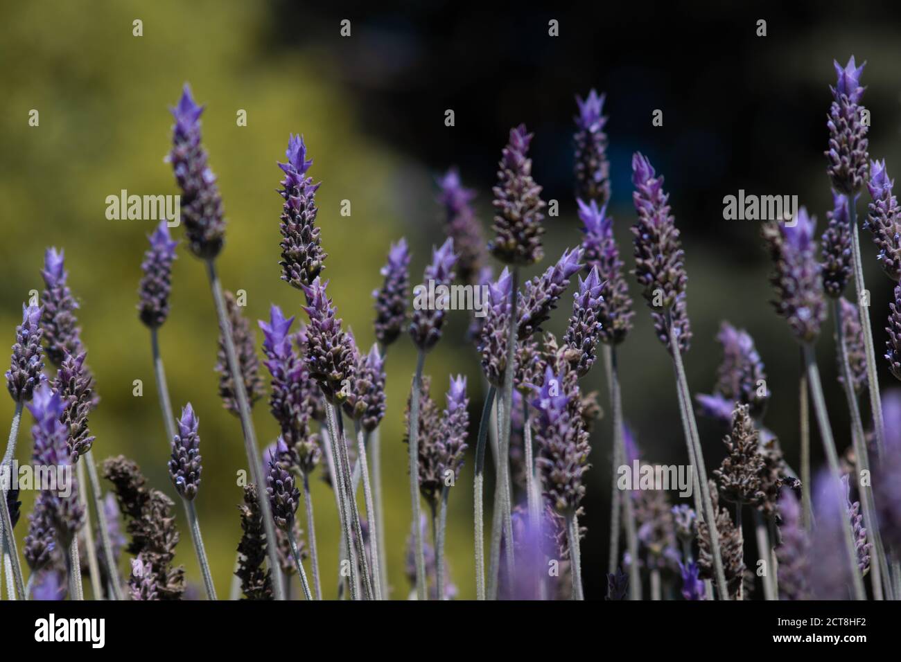 Lavender bunch vector hi-res stock photography and images - Alamy