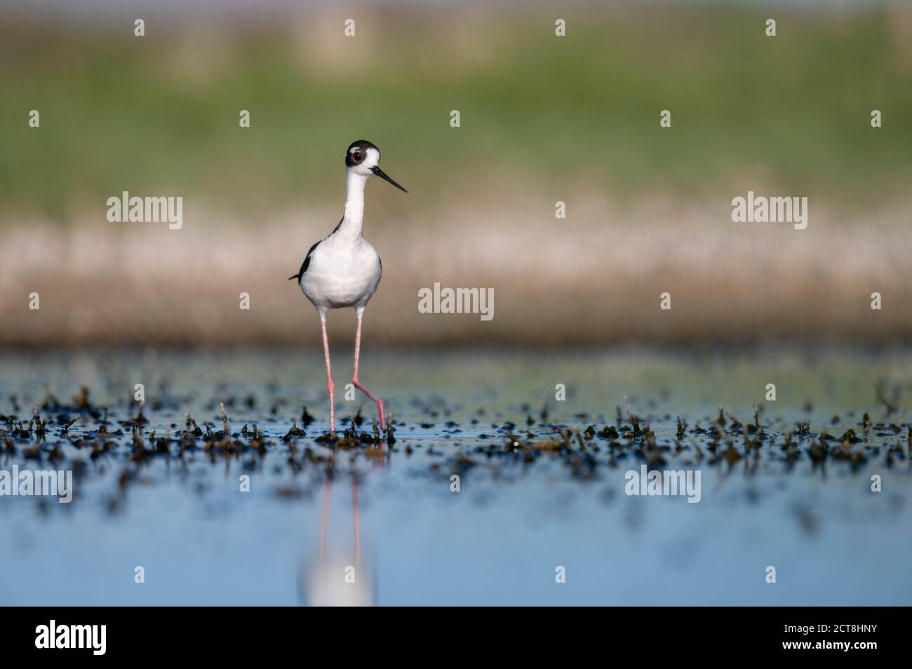 Black-necked Stilt, Sevilleta National Wildlife Refuge, New Mexico, USA ...