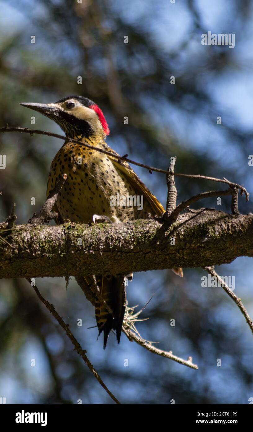 Big acorn tree hi-res stock photography and images - Alamy