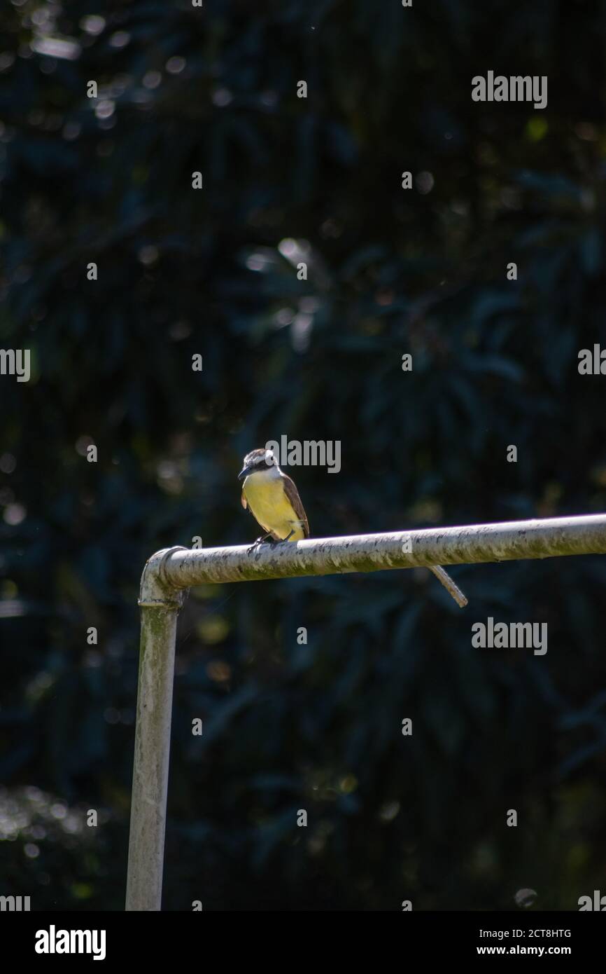 Yellow bird waiting for eat Stock Photo - Alamy