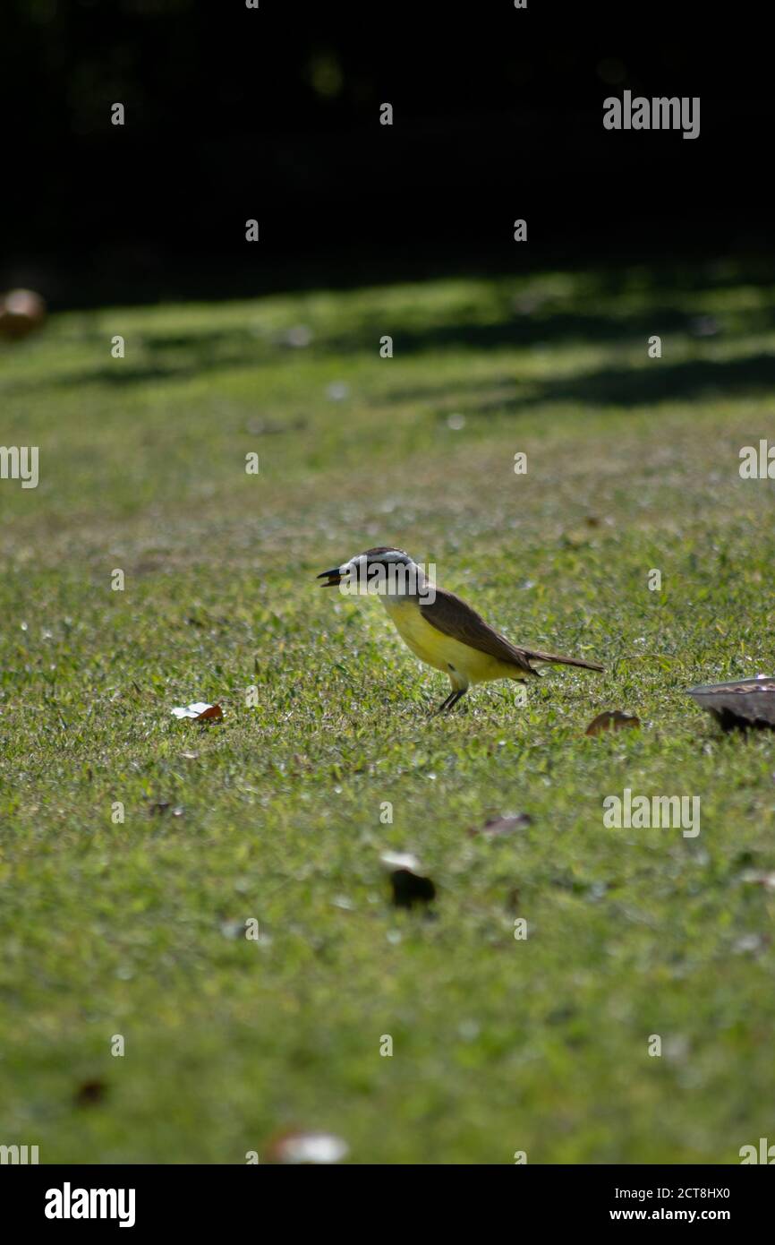 Little yellow bird eating Stock Photo - Alamy