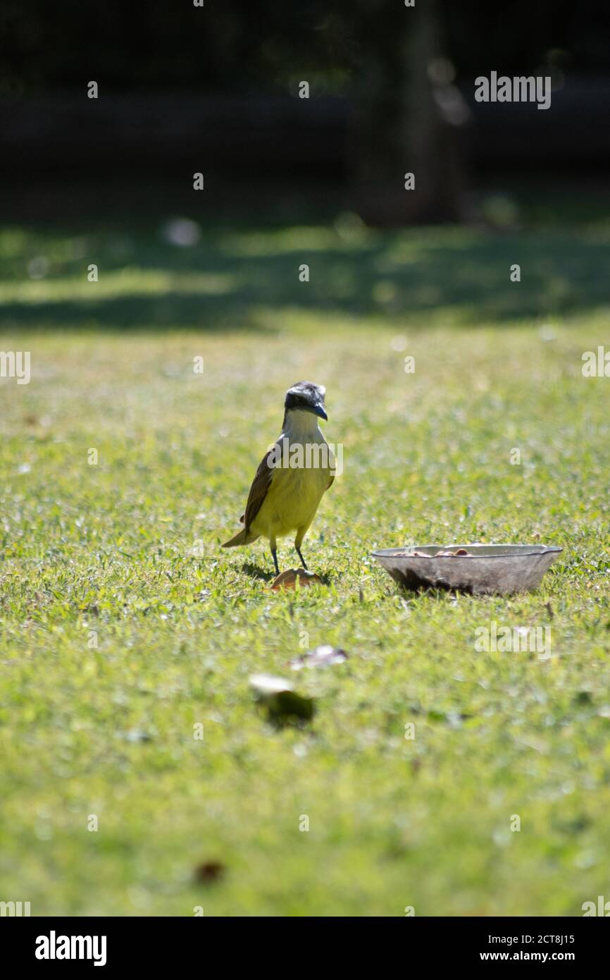 Little bird in the field Stock Photo - Alamy
