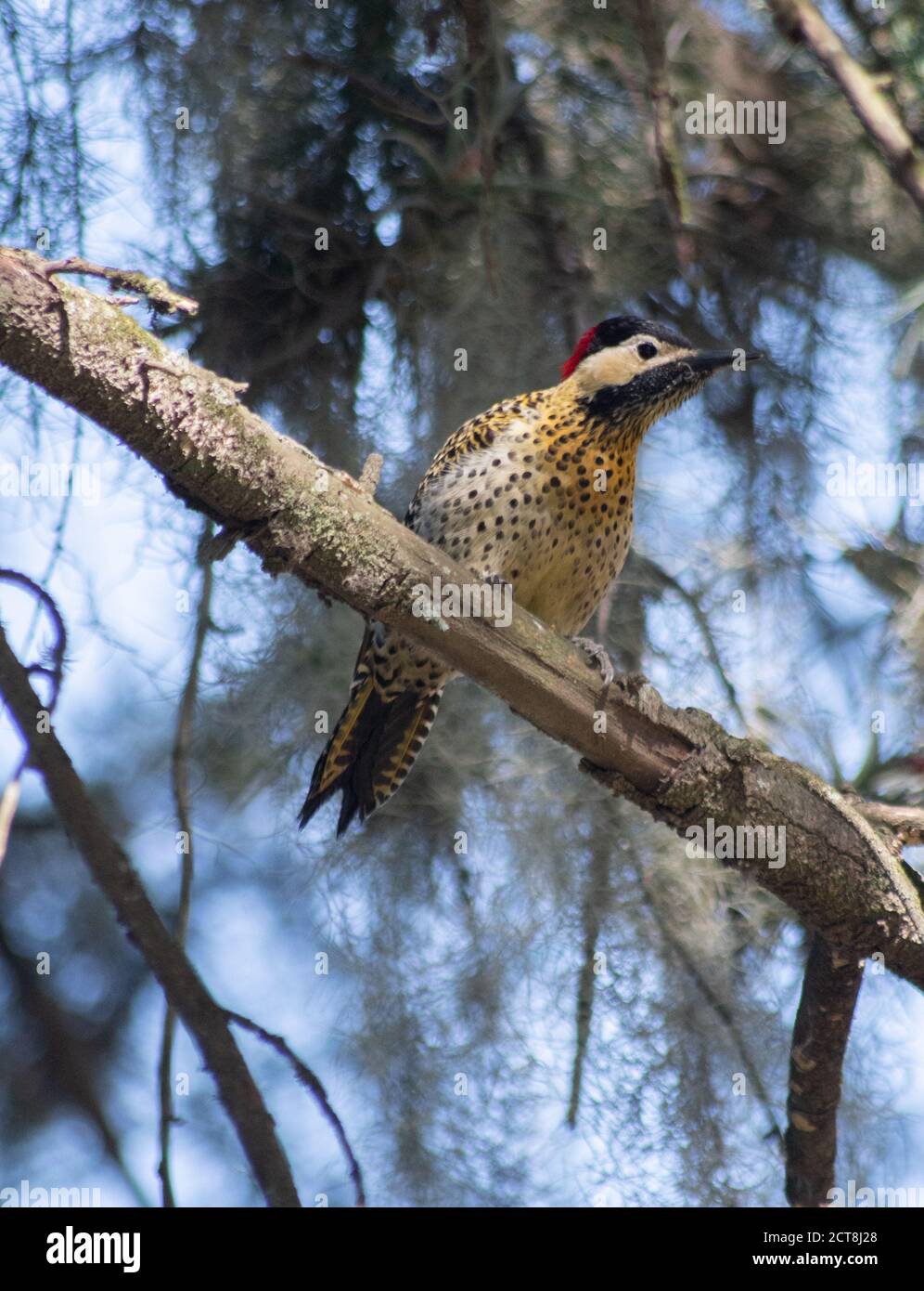 Japanese woodpecker hi-res stock photography and images - Alamy