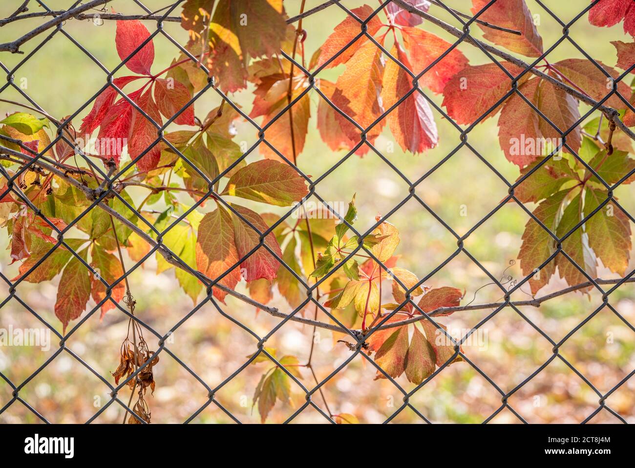 Chain link fence sun hi-res stock photography and images - Alamy