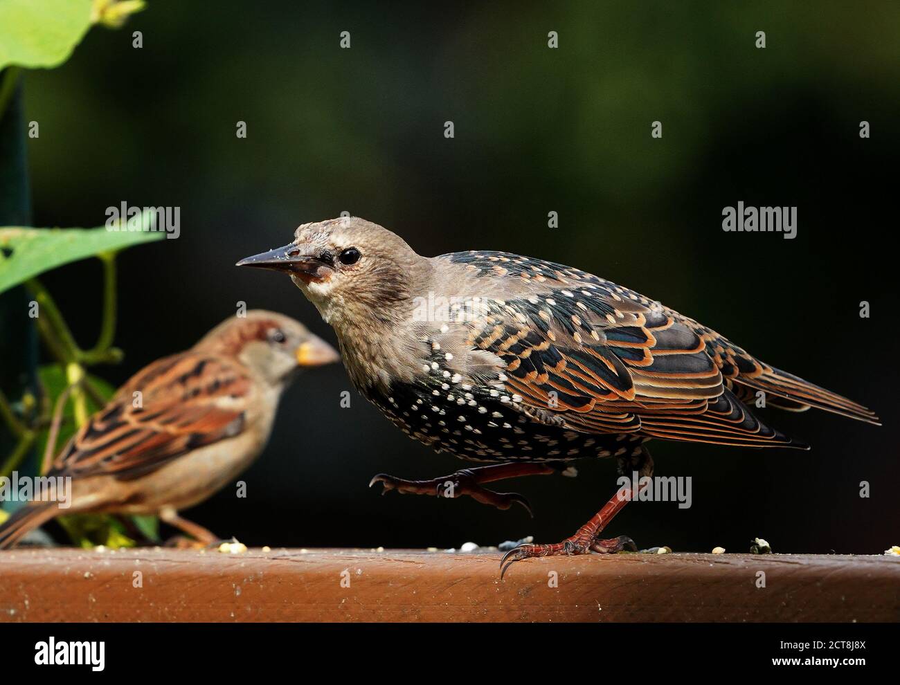 Female Starling on the shared deck with a Sparrow Stock Photo - Alamy
