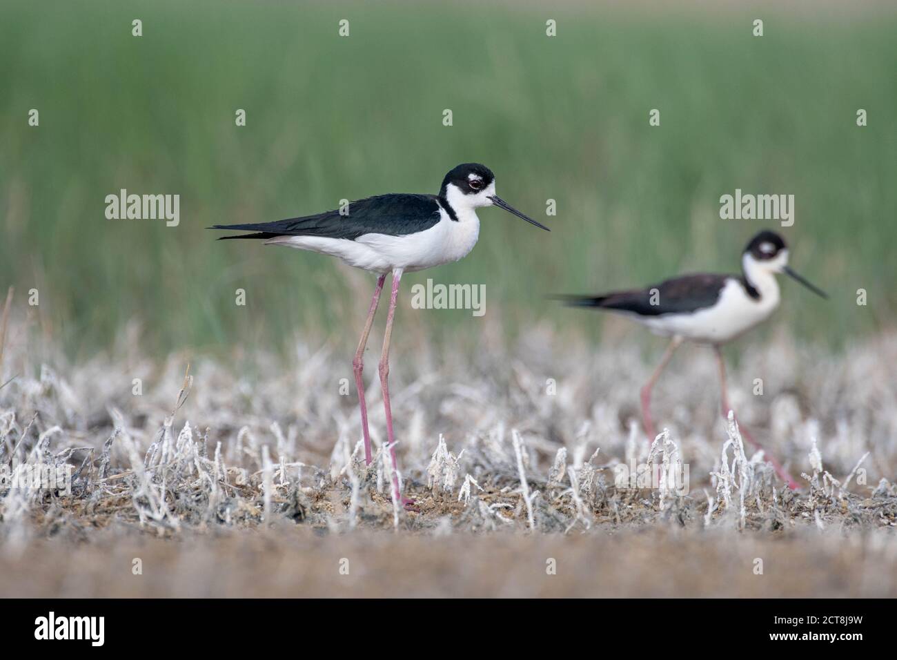 Sevilleta national wildlife refuge hi-res stock photography and images ...
