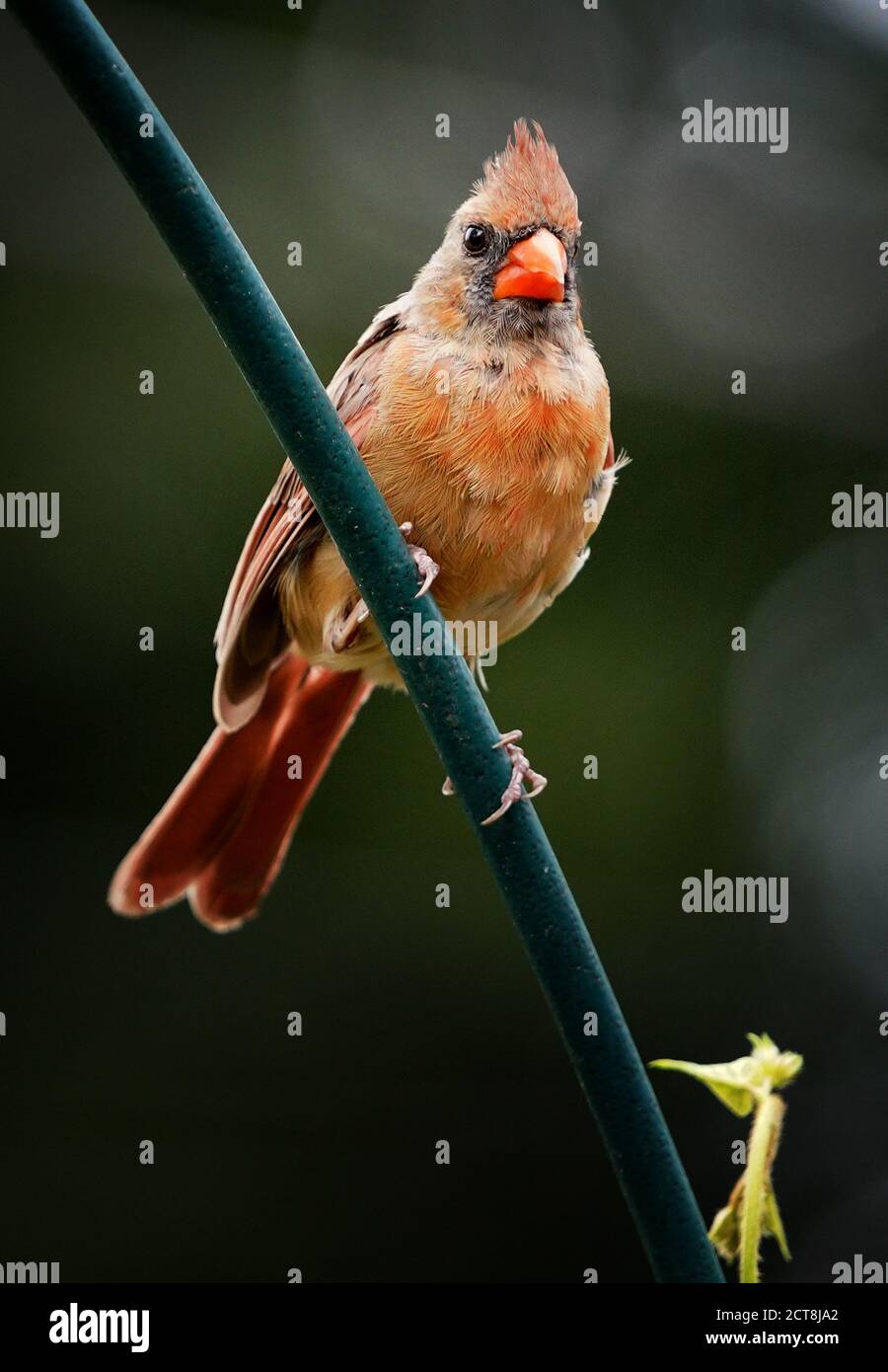 Big red Cardinal on a sloping perch Stock Photo - Alamy