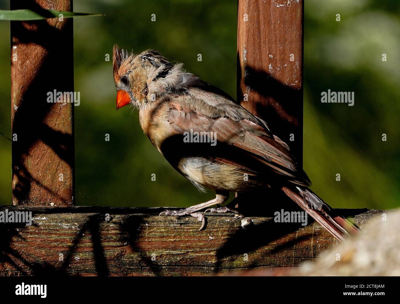 Molting female Northern Cardinal in the shadows on the deck Stock Photo ...