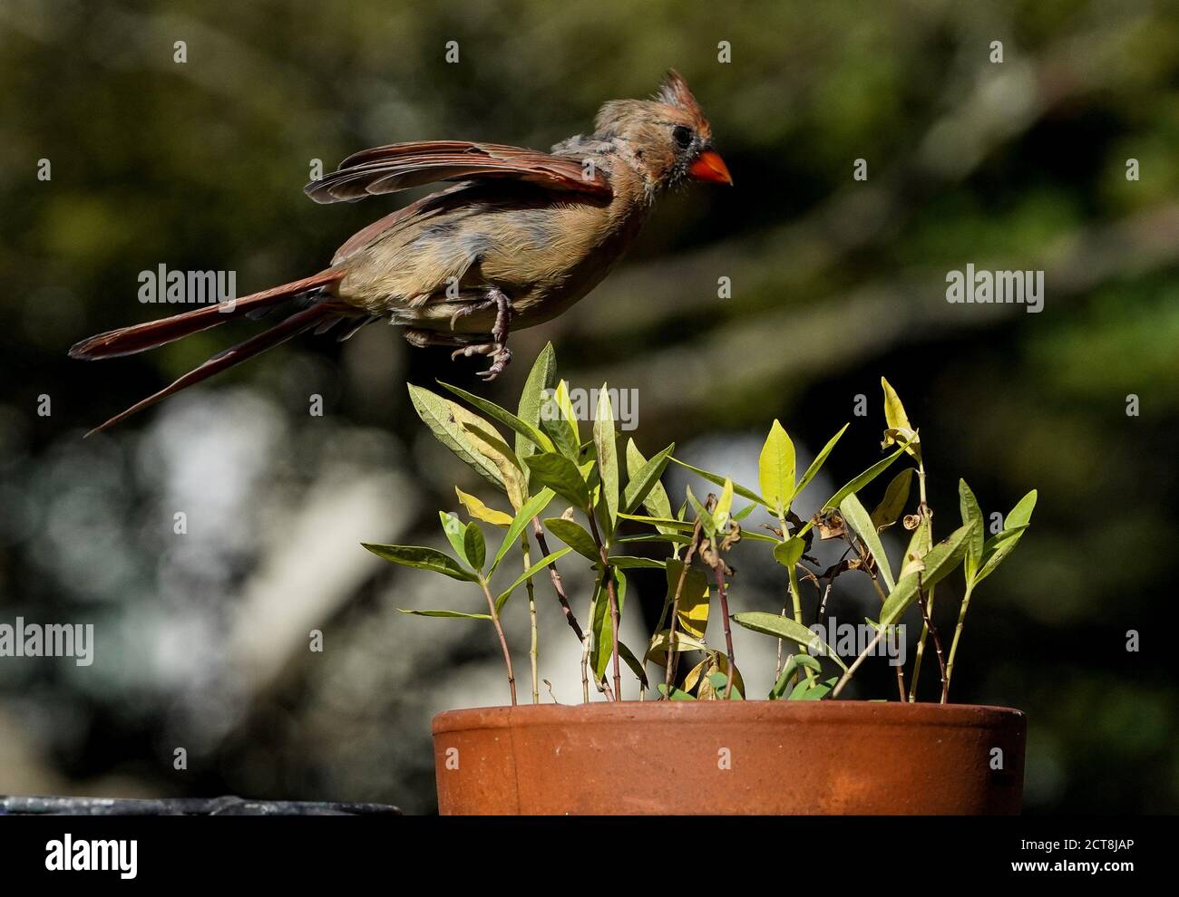 Orthern cardinal hi-res stock photography and images - Alamy