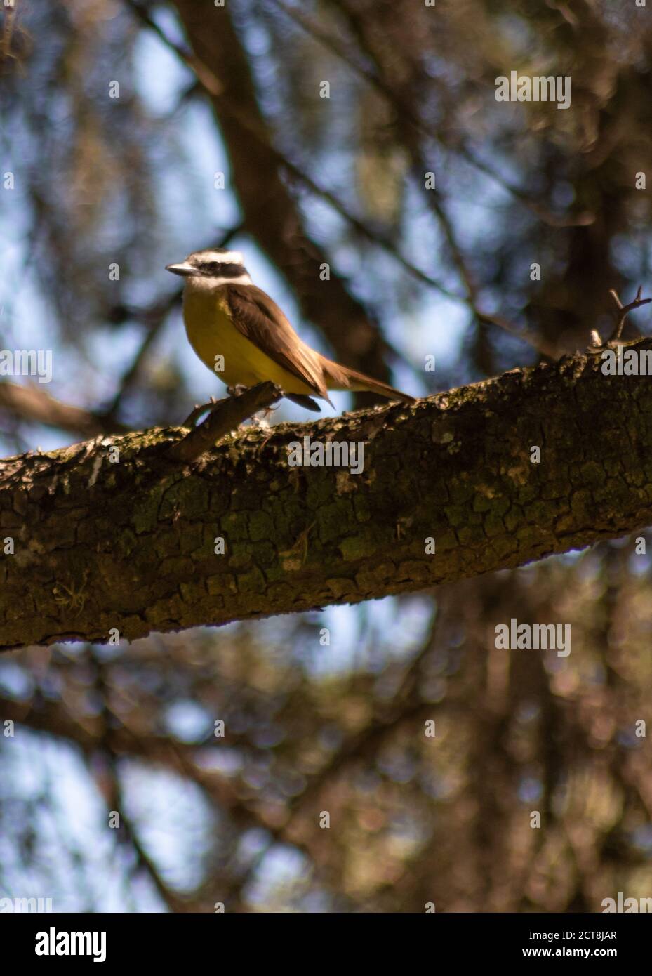 Little yellow bird waiting Stock Photo - Alamy