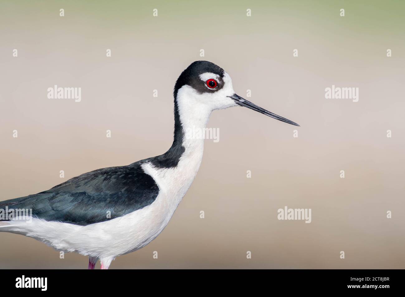 Sevilleta national wildlife refuge hi-res stock photography and images ...