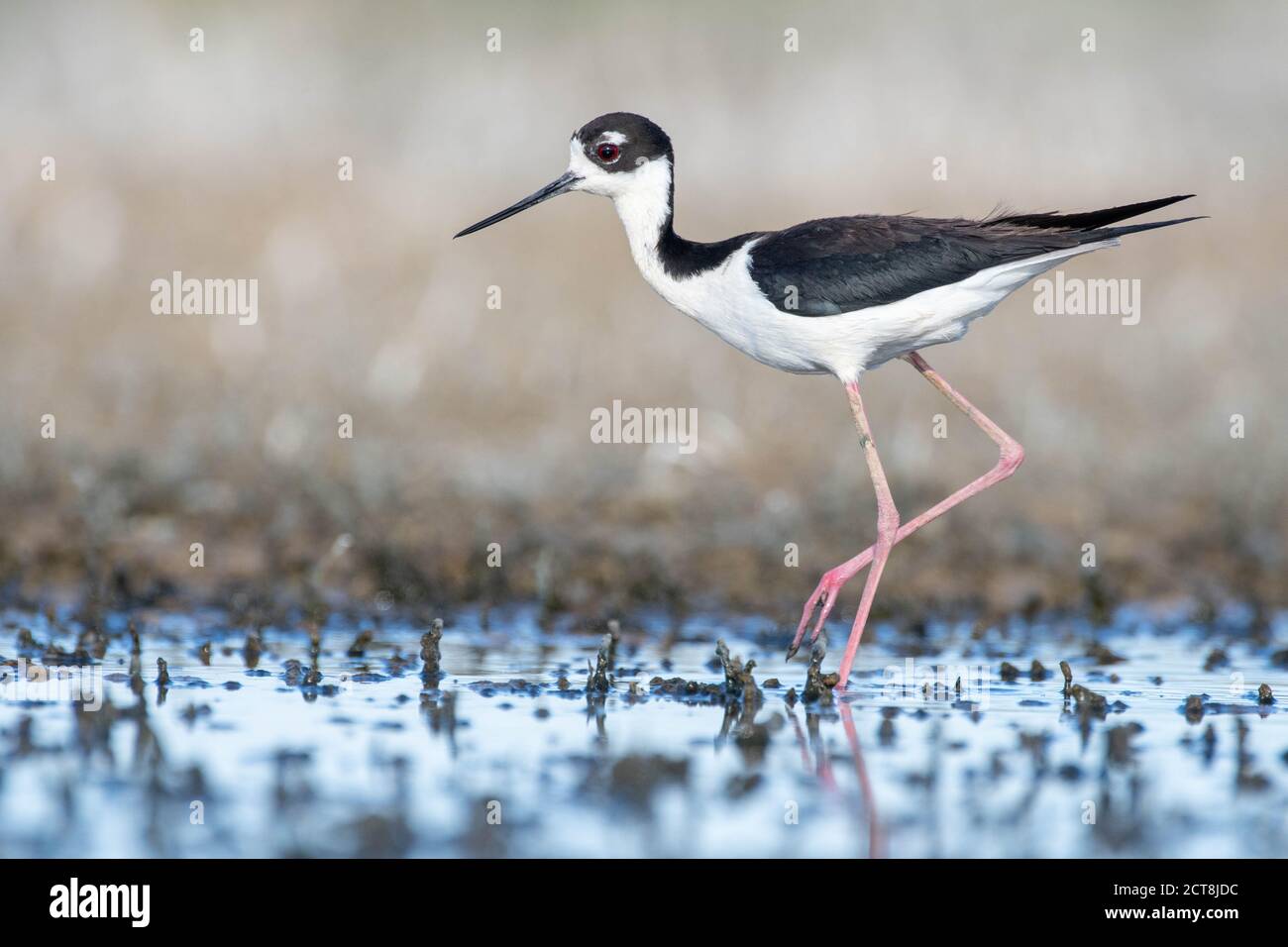 Sevilleta national wildlife refuge hi-res stock photography and images ...