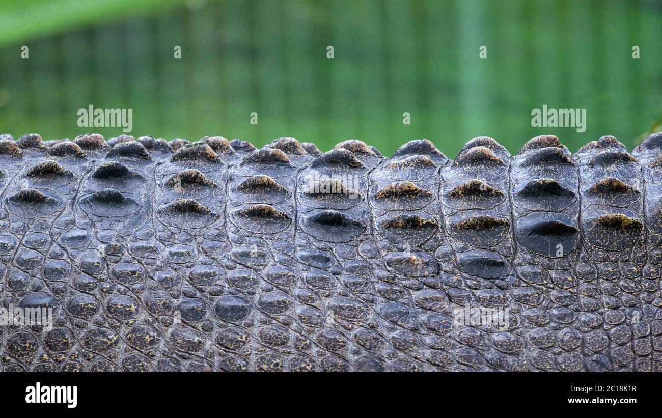 Dorsal scales hi-res stock photography and images - Alamy