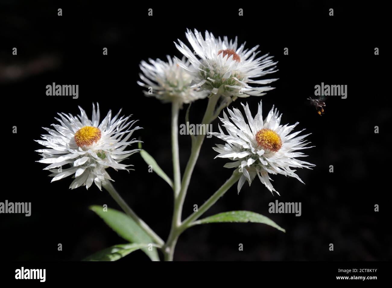 Australian native paper daisy hi-res stock photography and images - Alamy