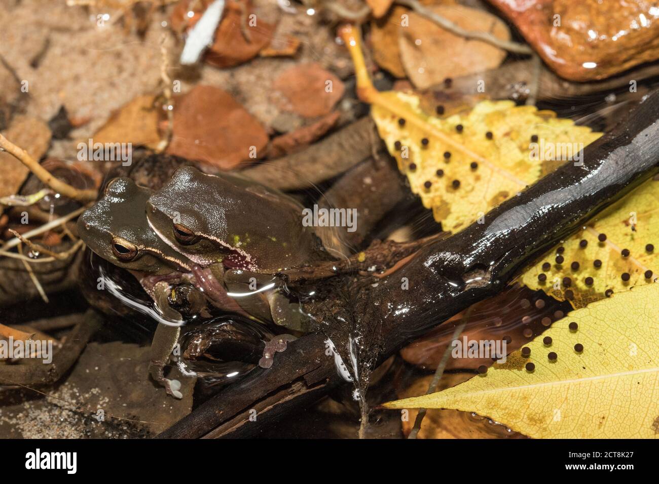 Leaf-green Tree Frog pair in amplexus Stock Photo - Alamy