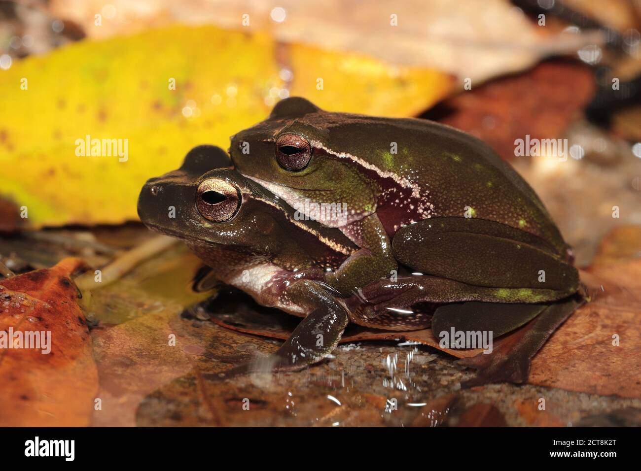 Leaf-green Tree Frog pair in amplexus Stock Photo - Alamy
