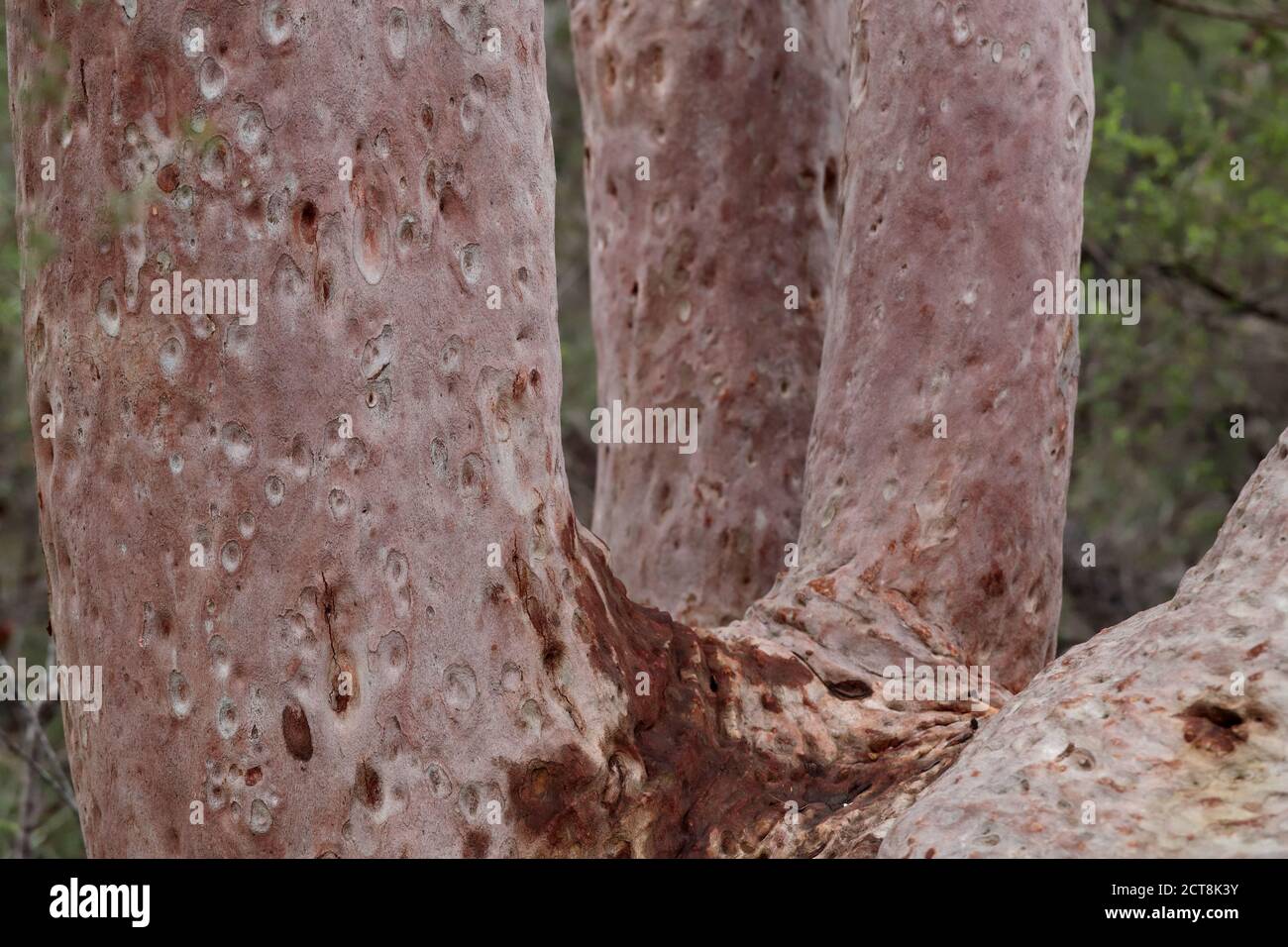 Sydney Red Gum tree trunks Stock Photo - Alamy