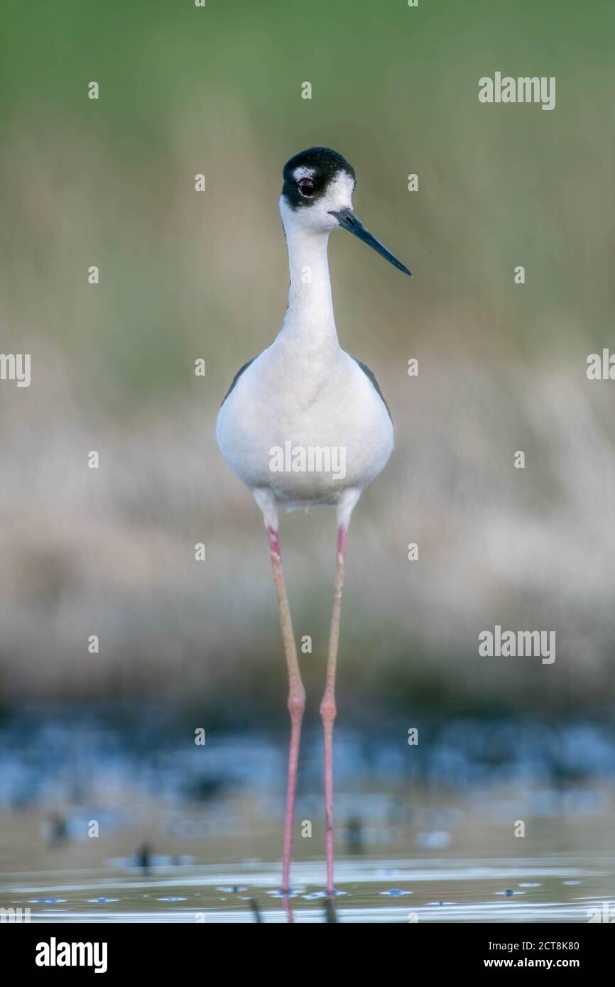 Black-necked Stilt, Sevilleta National Wildlife Refuge, New Mexico, USA ...