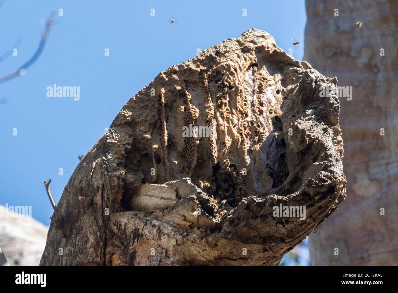 Bee nest in hollow tree hi-res stock photography and images - Alamy