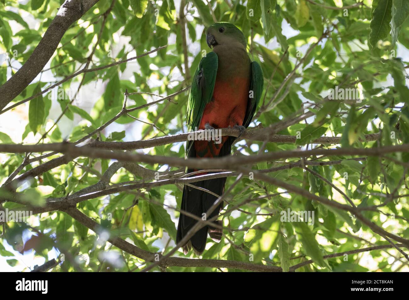 King parrot leaves hi-res stock photography and images - Alamy