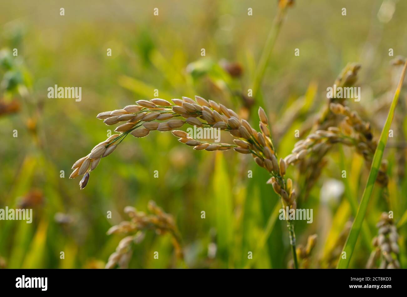 Rice Field with Sunlight Stock Photo - Alamy