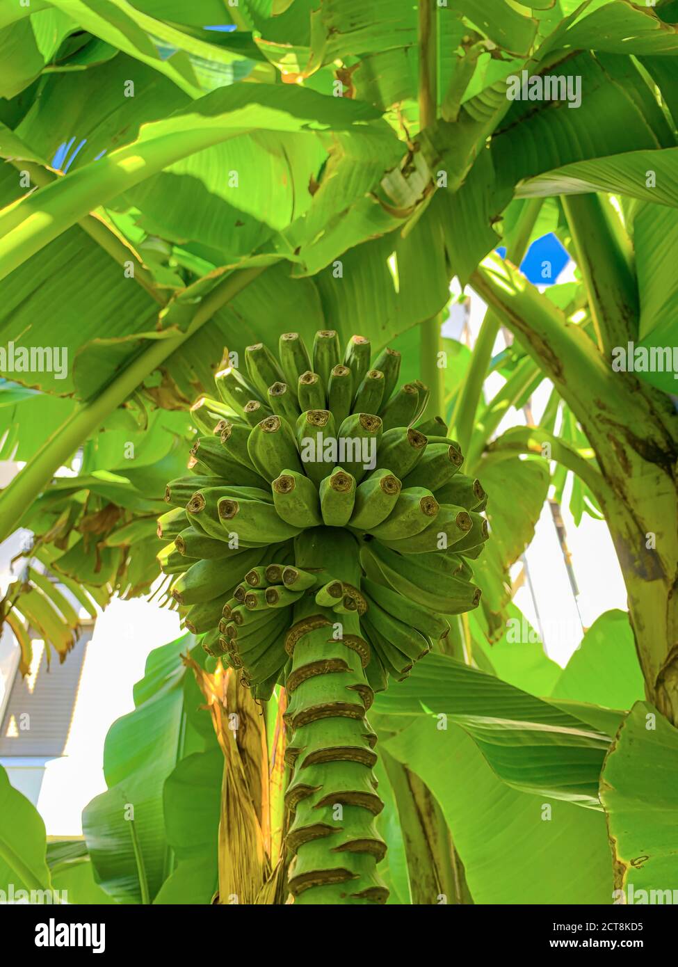Banana Growing on a Banana Tree in Ticino, Switzerland Stock Photo - Alamy