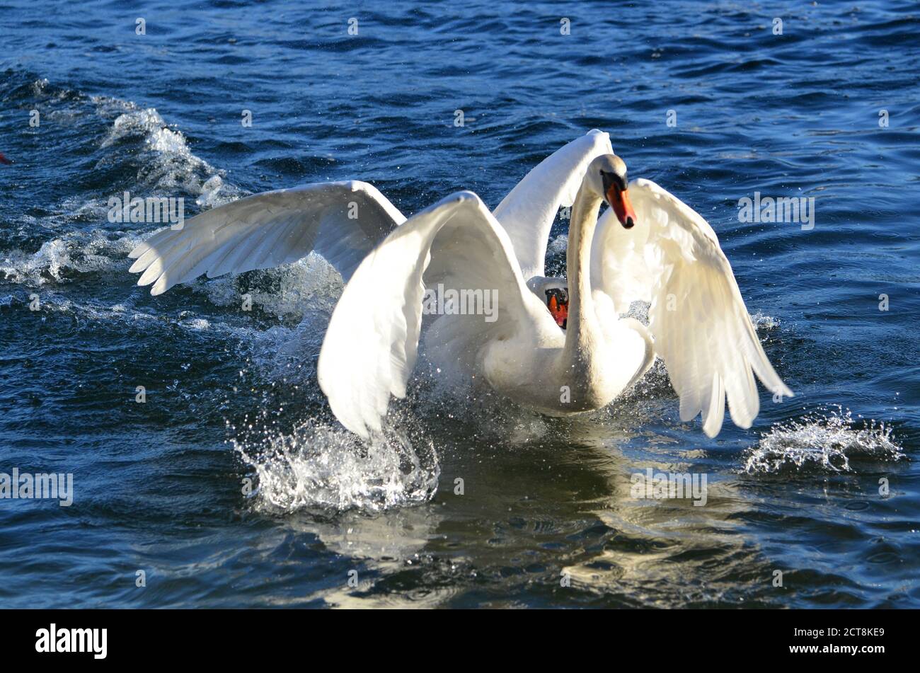 Swans Playing Together on the Blue Water Stock Photo - Alamy