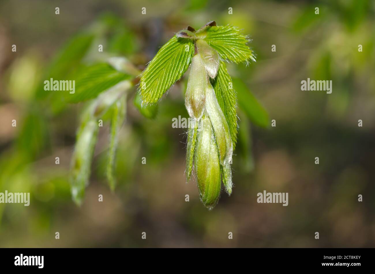 Green Blade in Spring with Sunlight Stock Photo - Alamy