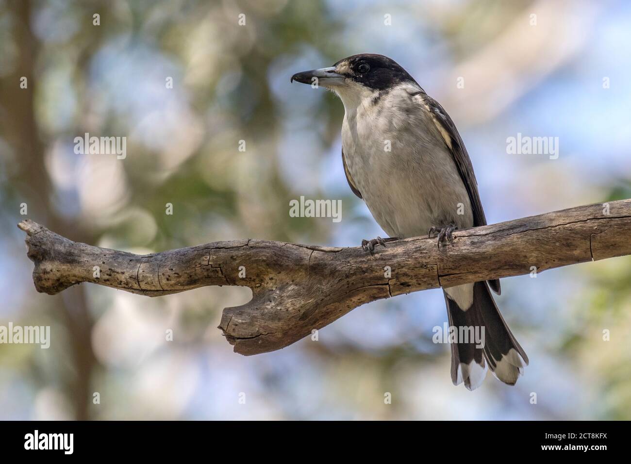 Grey Butcher Bird perched on tree branch Stock Photo - Alamy