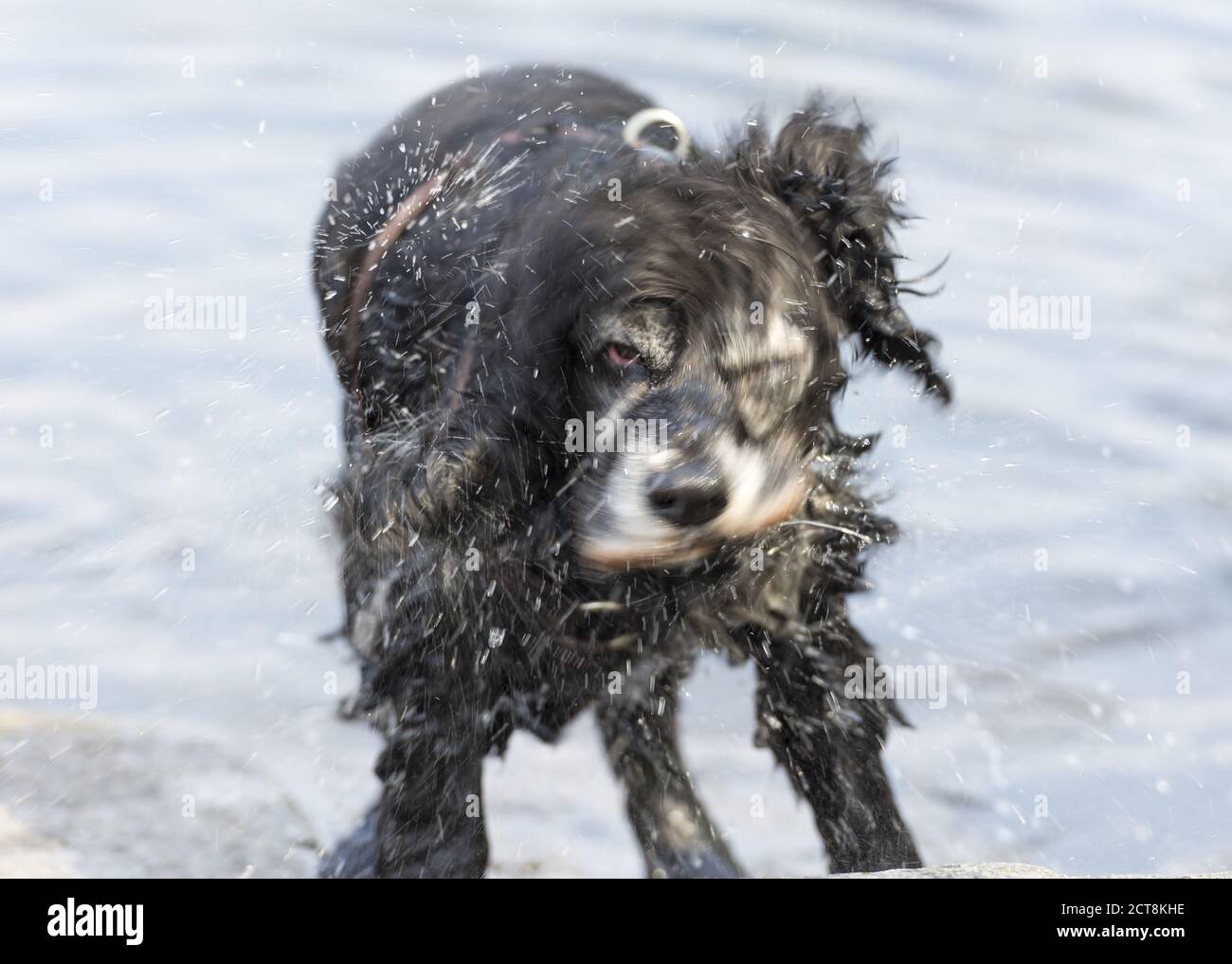 Dog Shake with Water Stock Photo - Alamy