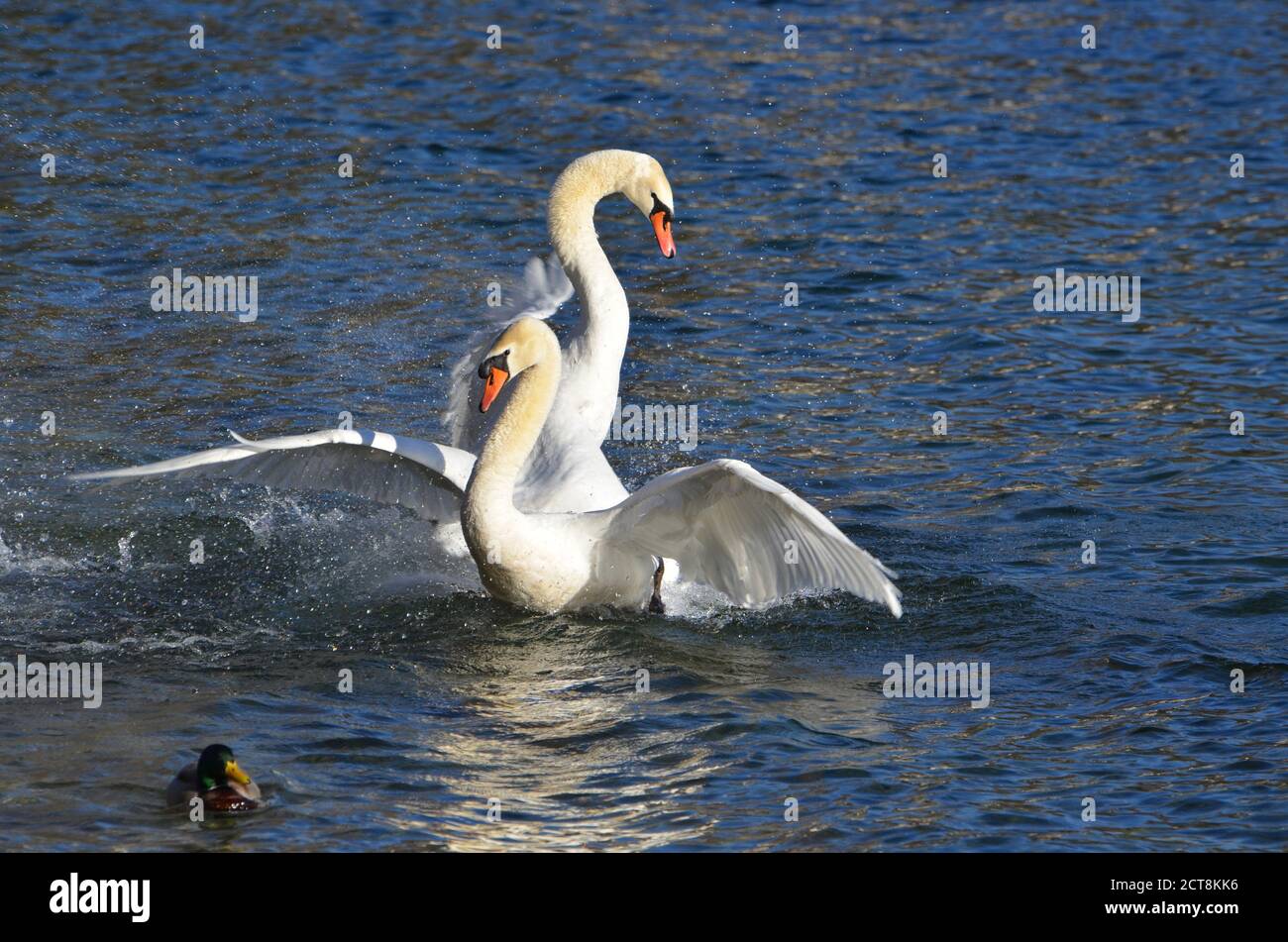 Swans Playing Together on the Blue Water Stock Photo - Alamy